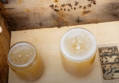 The Beginner's Guide On How To Feed Bees: Nurturing Your Hive - Bees ...