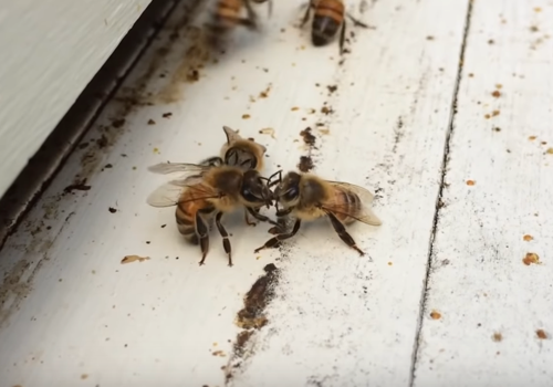 Bee Behavior Basic: A Beginner's Guide - Bees And Beekeeping