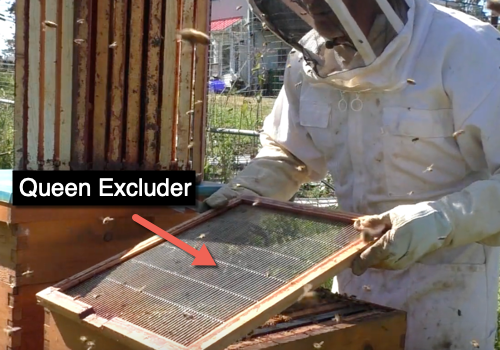 10 Tips to Increase Honey Production - Bees And Beekeeping