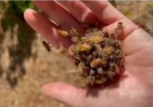 Bee Behavior Basic: A Beginner's Guide - Bees And Beekeeping