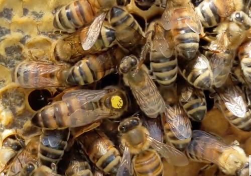 Bee Behavior Basic: A Beginner's Guide - Bees And Beekeeping