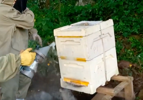 What The First Year Of Beekeeping Looks Like - Bees And Beekeeping