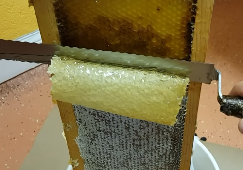Sweet Success: Mastering Honey Harvesting Techniques - Bees And Beekeeping